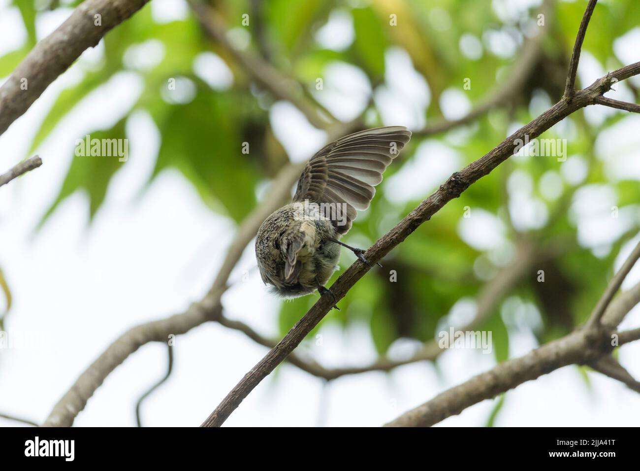 Small tree finch Camarhynchus parvulus, adult male, perched in tree ...