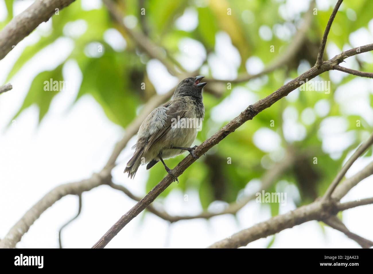 Small tree finch Camarhynchus parvulus, adult male, perched in tree ...