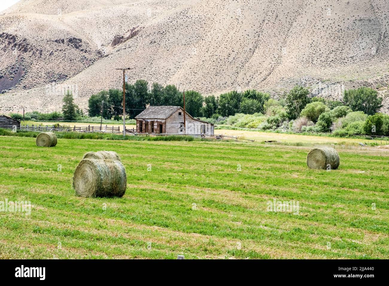 Rolls of Hay in the field where they were harvested Stock Photo - Alamy