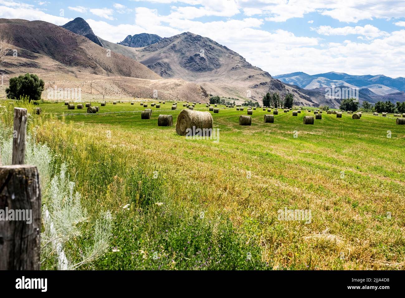 Rolls of Hay in the field where they were harvested Stock Photo - Alamy