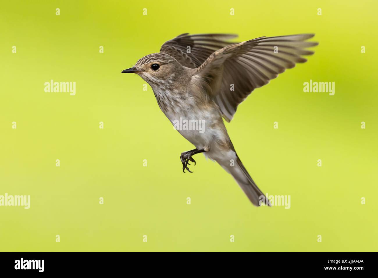 Flycatcher of uk hi-res stock photography and images - Alamy