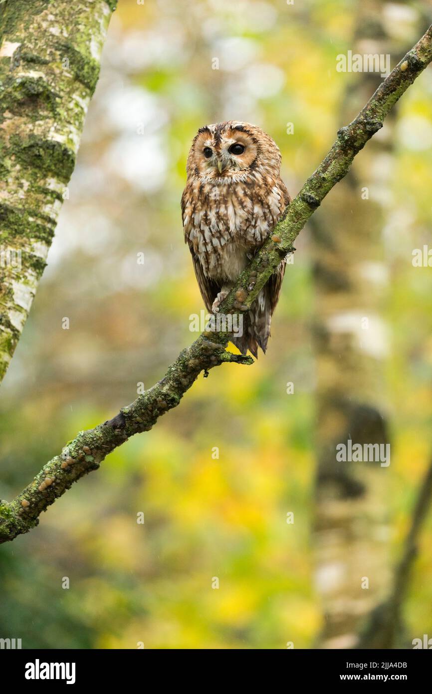 Tawny owl Strix aluco (captive), adult male perched in woodland, Hawk ...