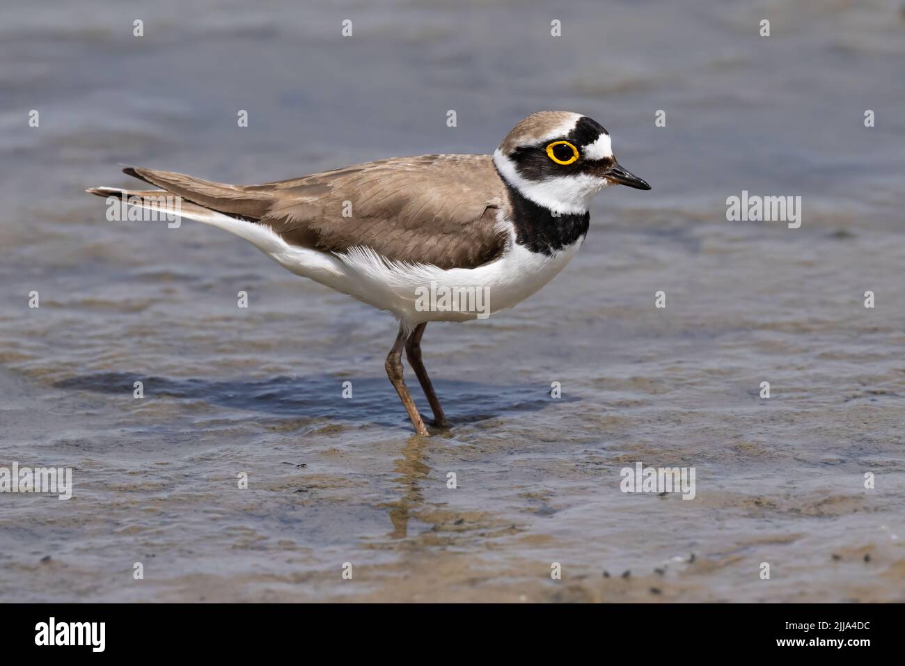 Little Ringed Plover standing in silt Stock Photo - Alamy