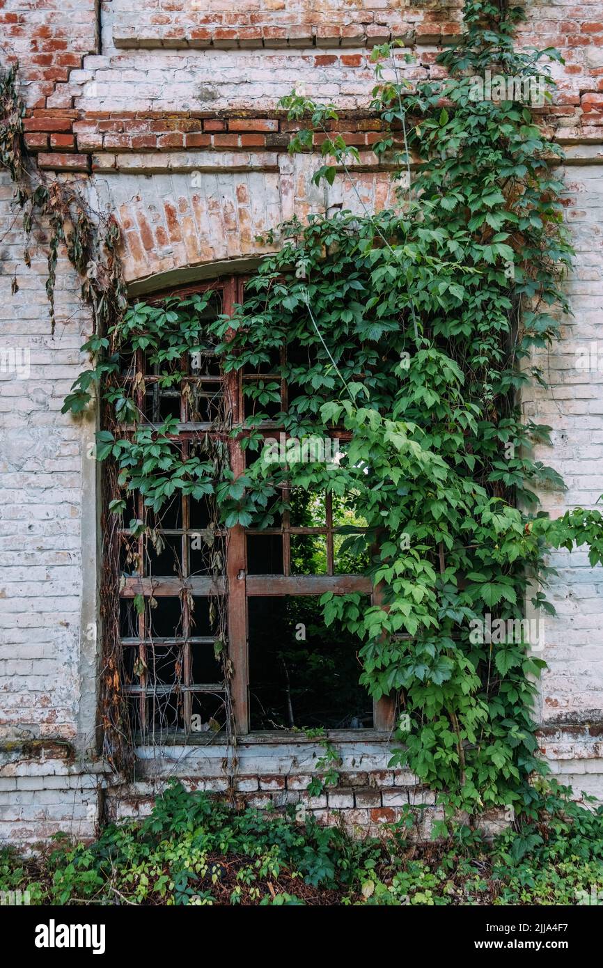 Overgrown window of ruined abandoned building Stock Photo - Alamy