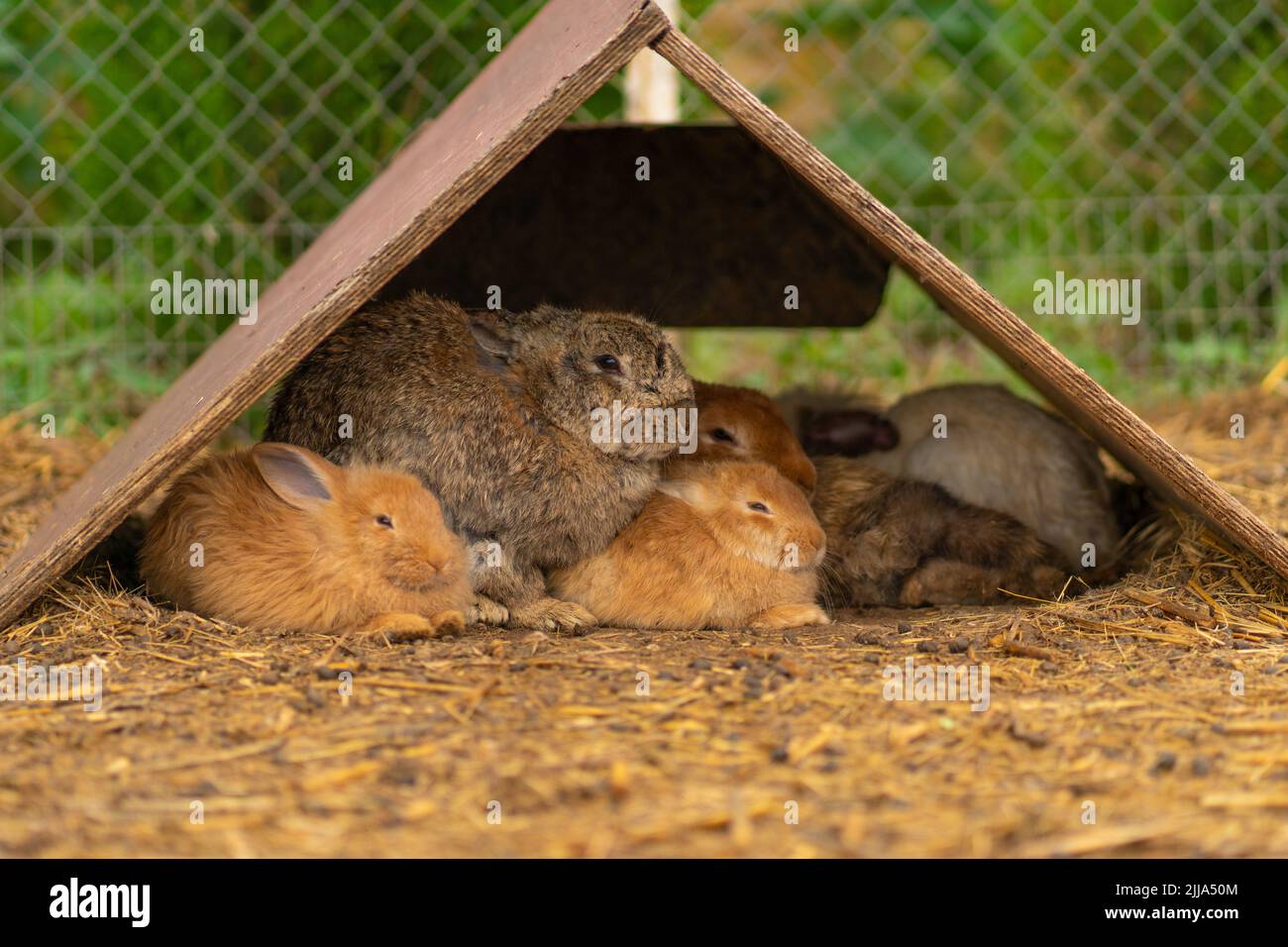 Rabbit nature brown white bunny easter background fluffy garden hare ...