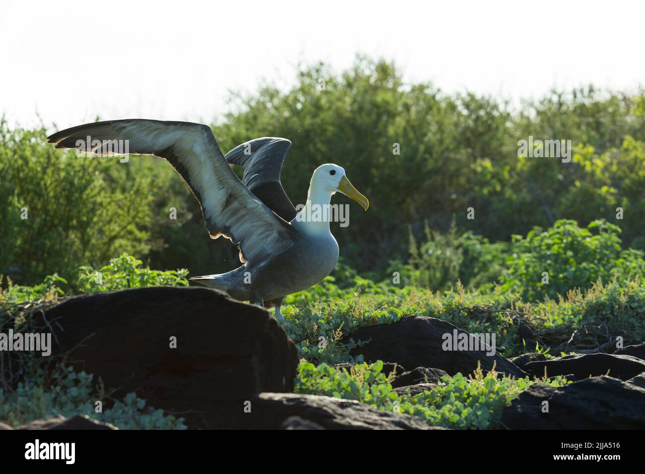 Waved albatross Phoebastria irrorata, adult, in take-off position ...