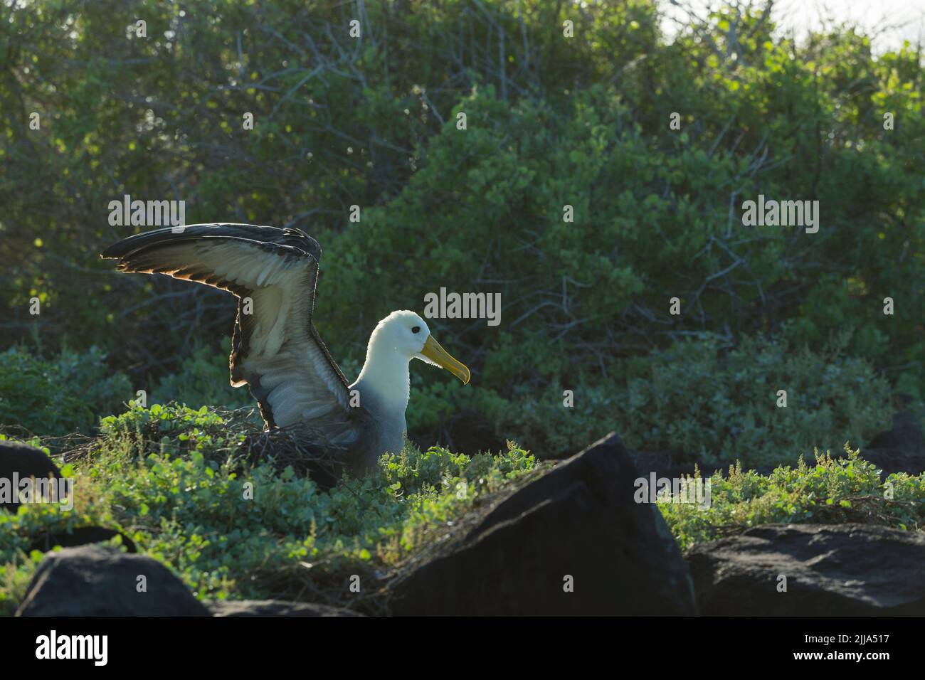 Waved albatross Phoebastria irrorata, adult, in take-off position ...