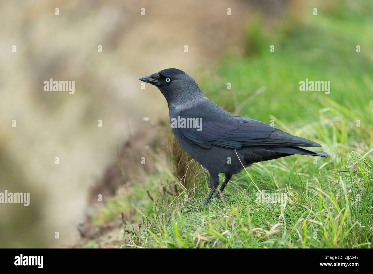Western jackdaw Corvus monedula, adult, perched on clifftop, Godrevy ...