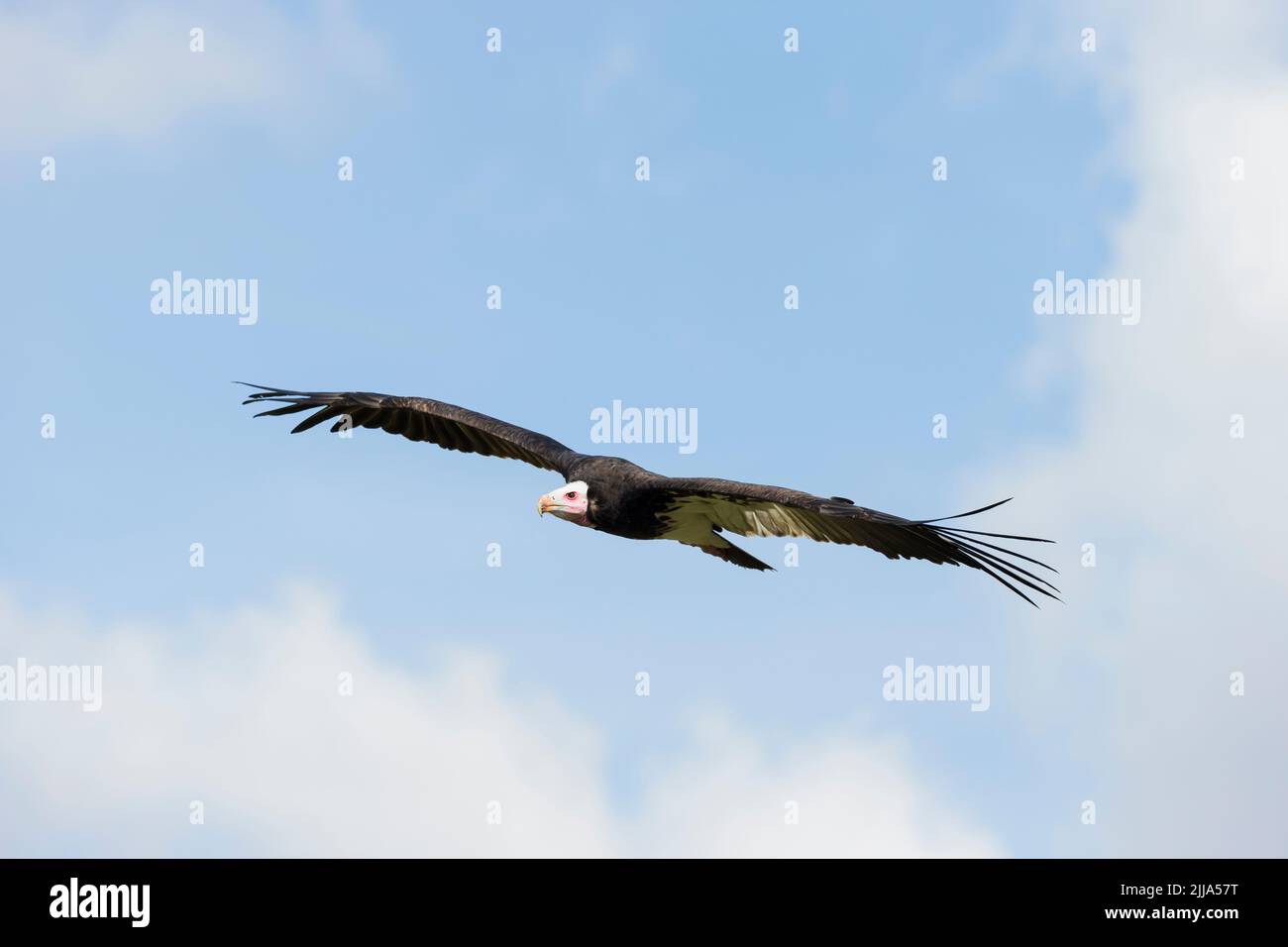 White-headed vulture Trigonoceps occipitalis (captive), adult in flight ...