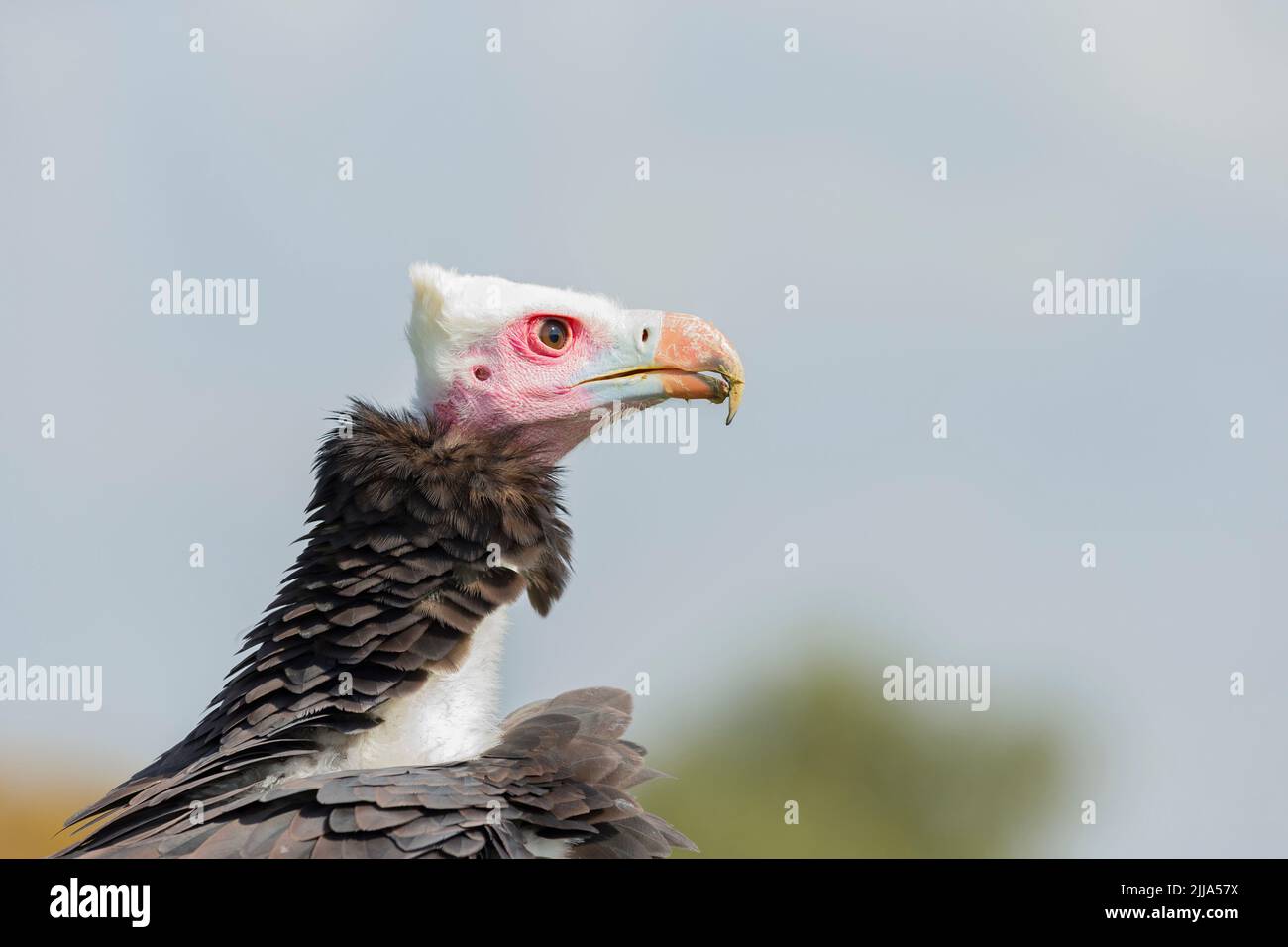 White-headed vulture Trigonoceps occipitalis (captive), adult head ...
