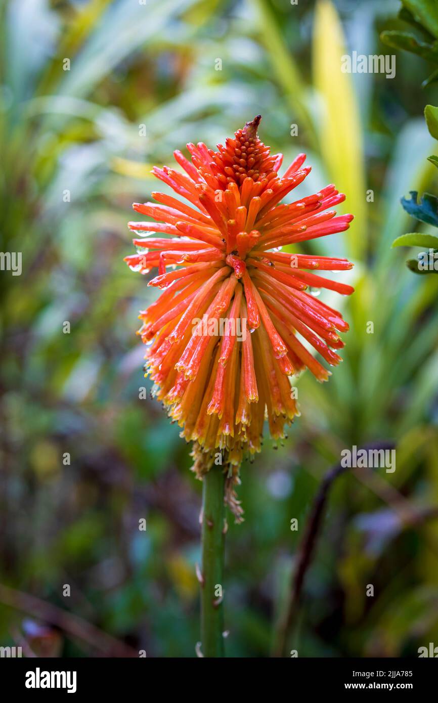 beautiful spring flower Kniphofia in Madeira island, Portugal Stock ...