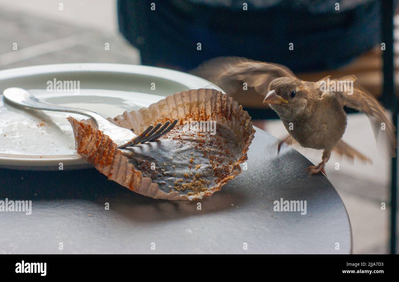 Little wren bird flies with motion blur onto outdoor table to peck ...