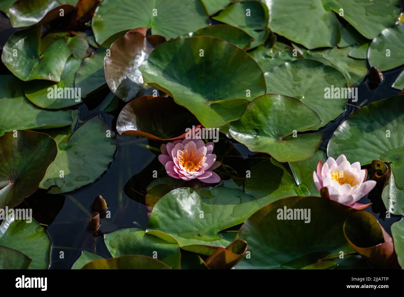 A top view of water lilies in a lake - great for backgrounds Stock ...