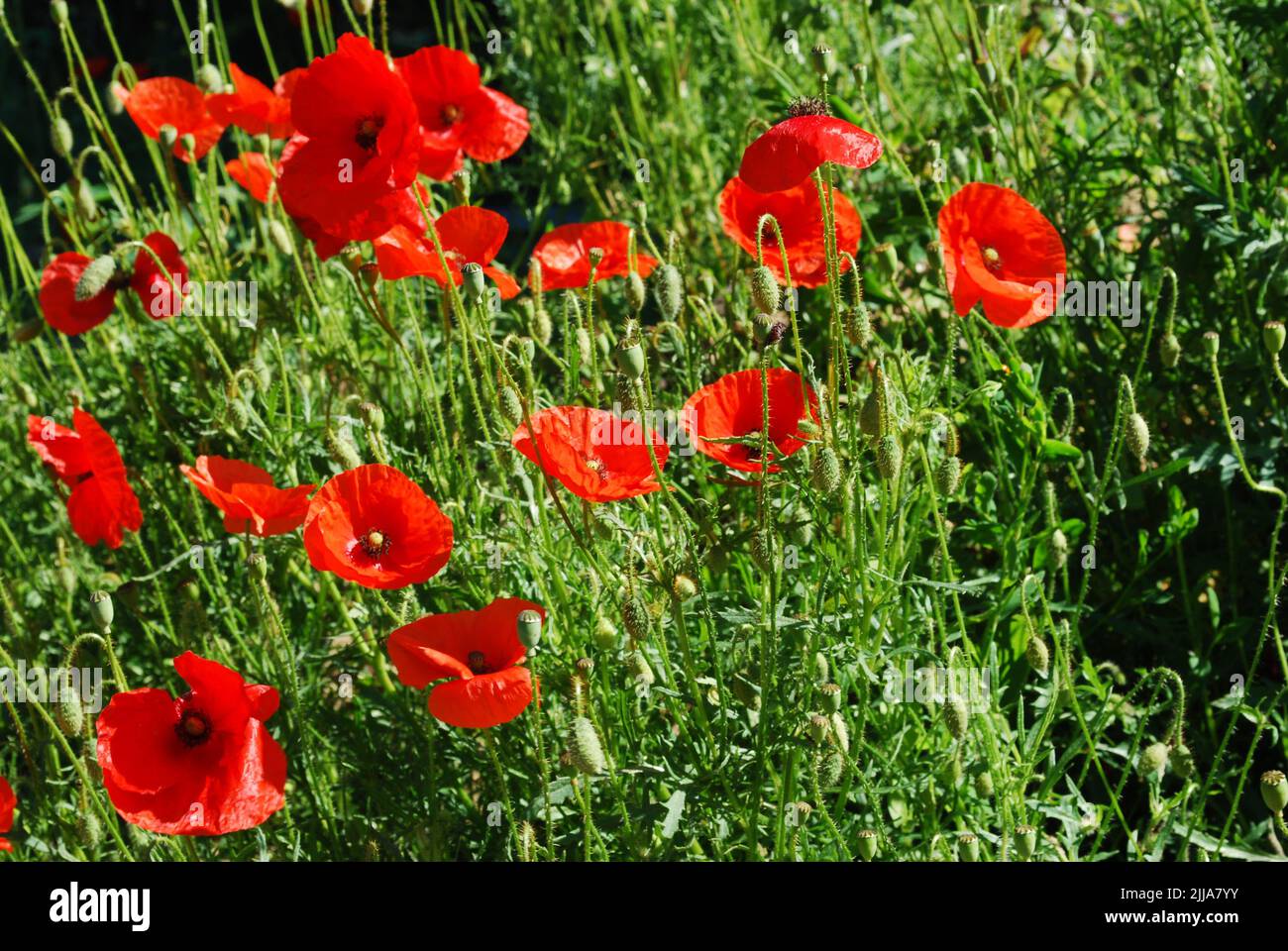 Vector poppies hi-res stock photography and images - Alamy