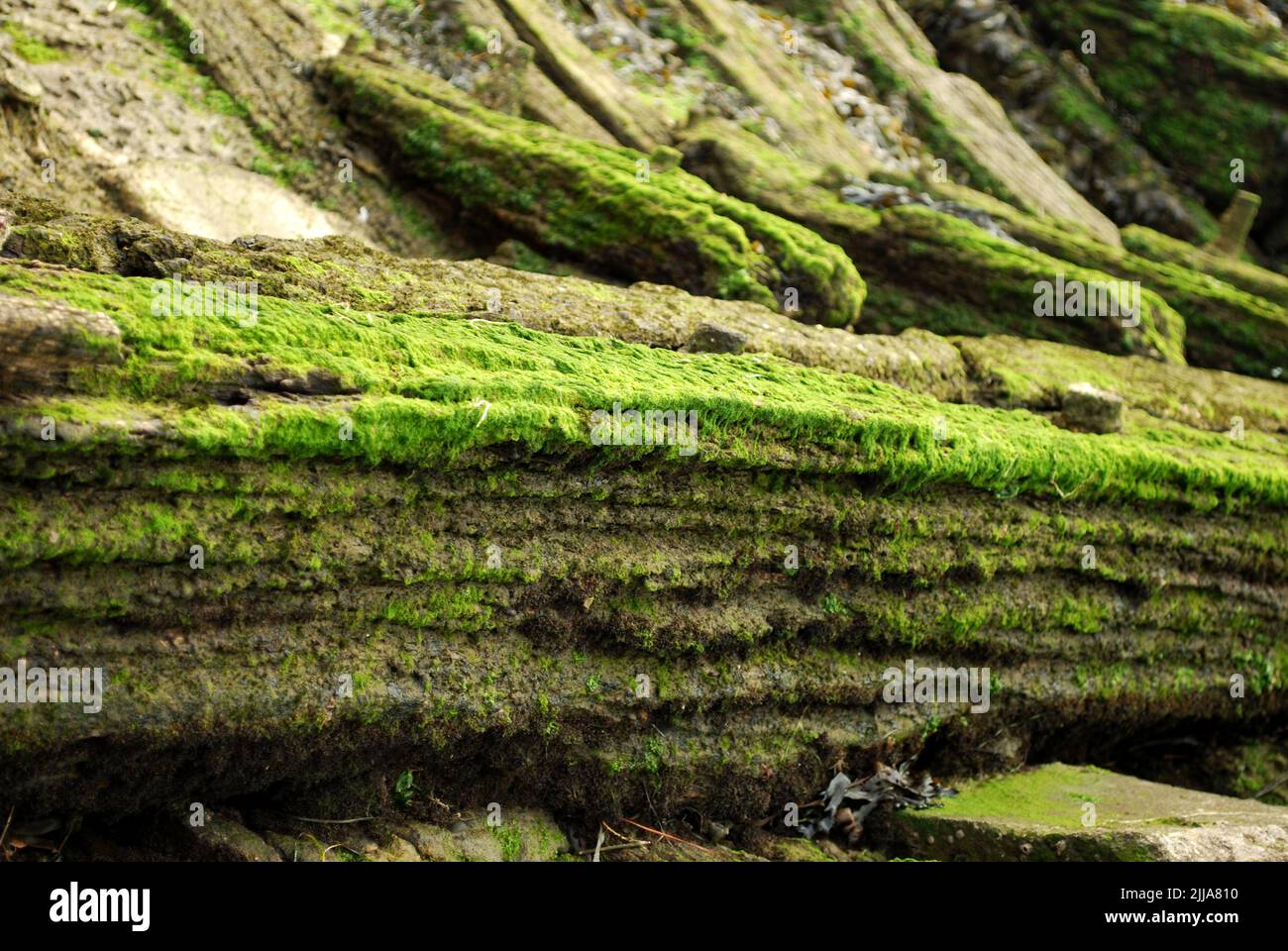 wreck, boat ribs with algae and moss Stock Photo - Alamy