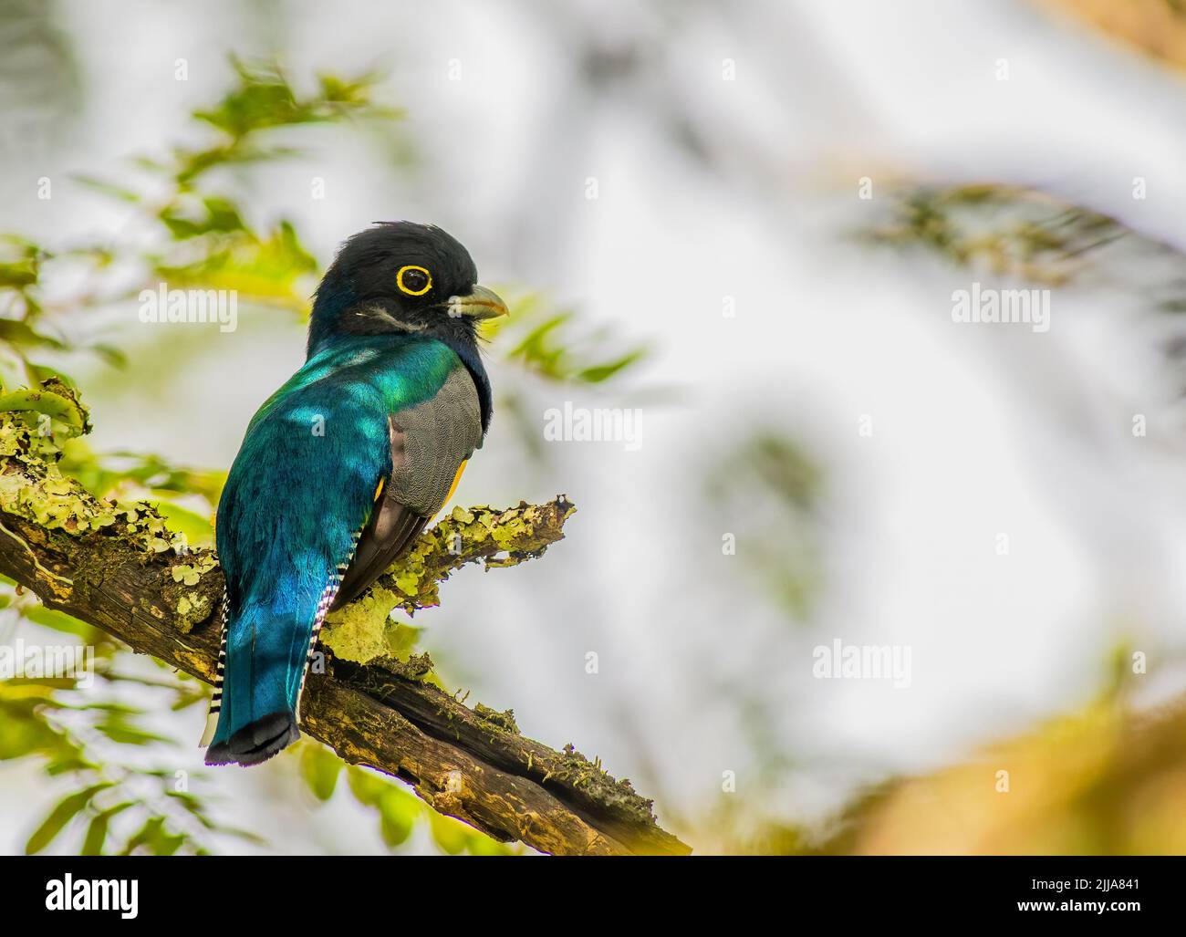Selva guatemala hi-res stock photography and images - Alamy