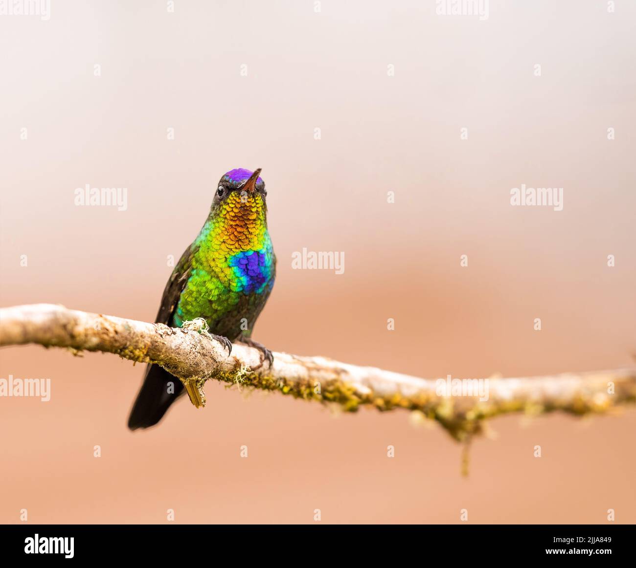 Dead hummingbird hi-res stock photography and images - Alamy