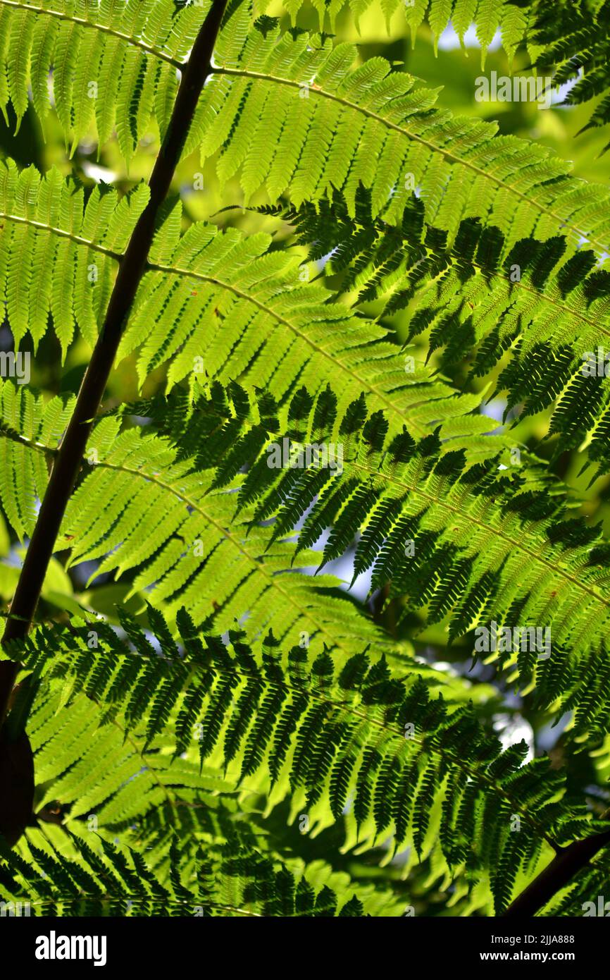 Fern design hi-res stock photography and images - Alamy