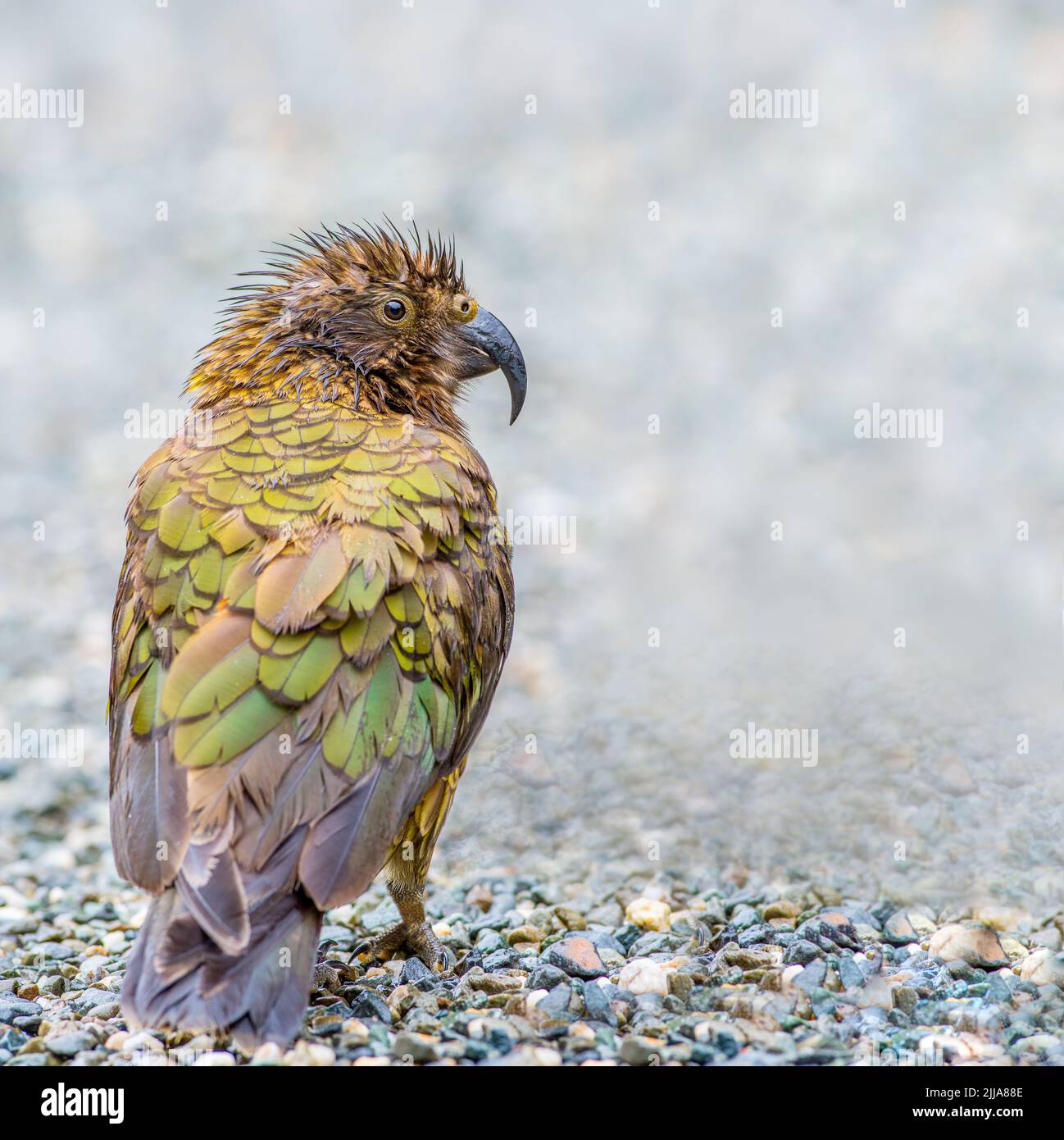 Kea alpine parrot foraging for food in New Zealand Stock Photo - Alamy