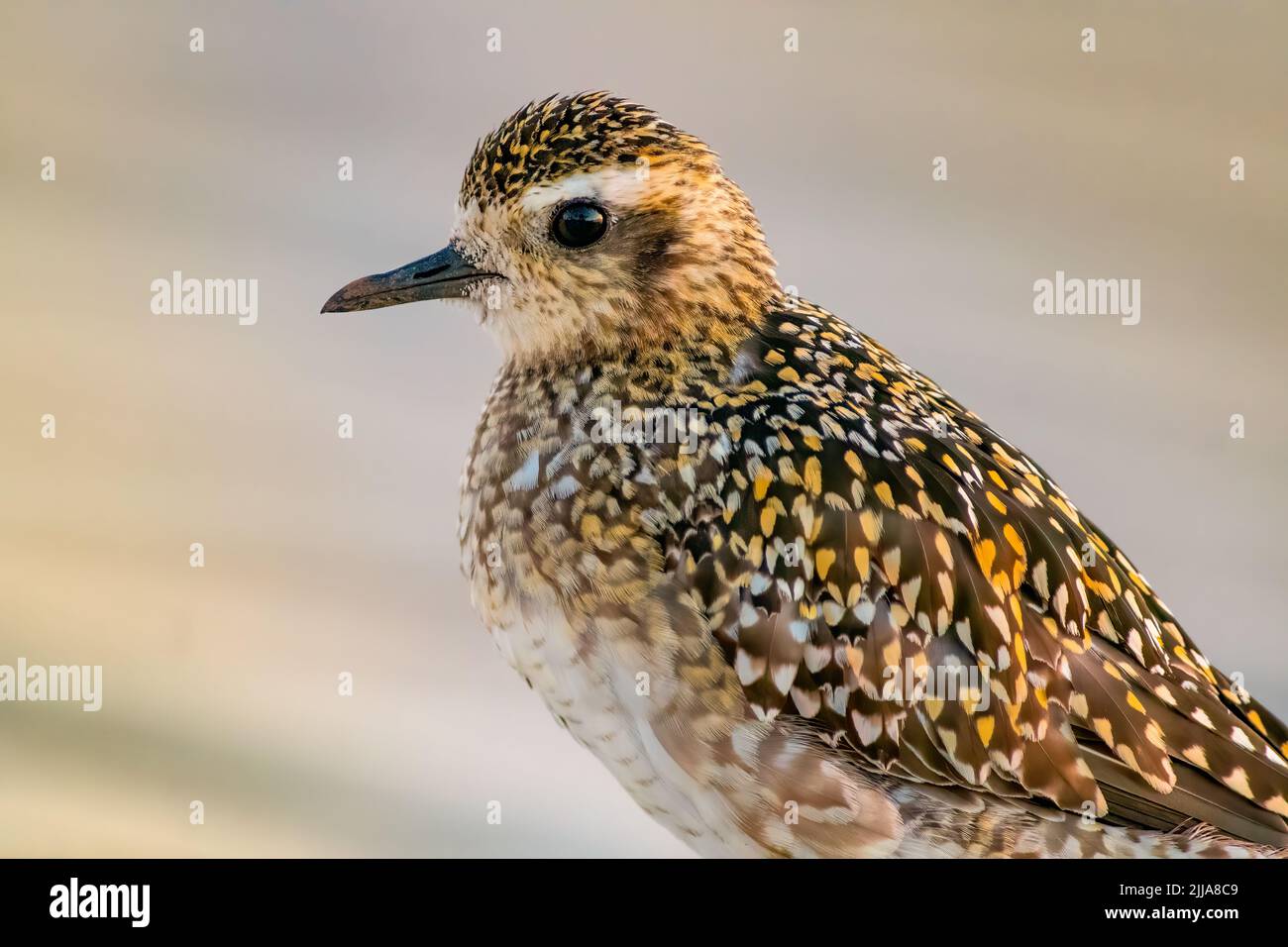 Golden plover winter plumage hi-res stock photography and images - Alamy