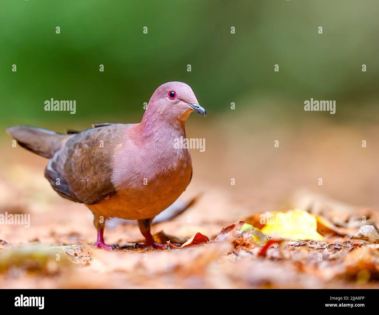 Ruddy pigeon foraging for food on the ground Stock Photo - Alamy