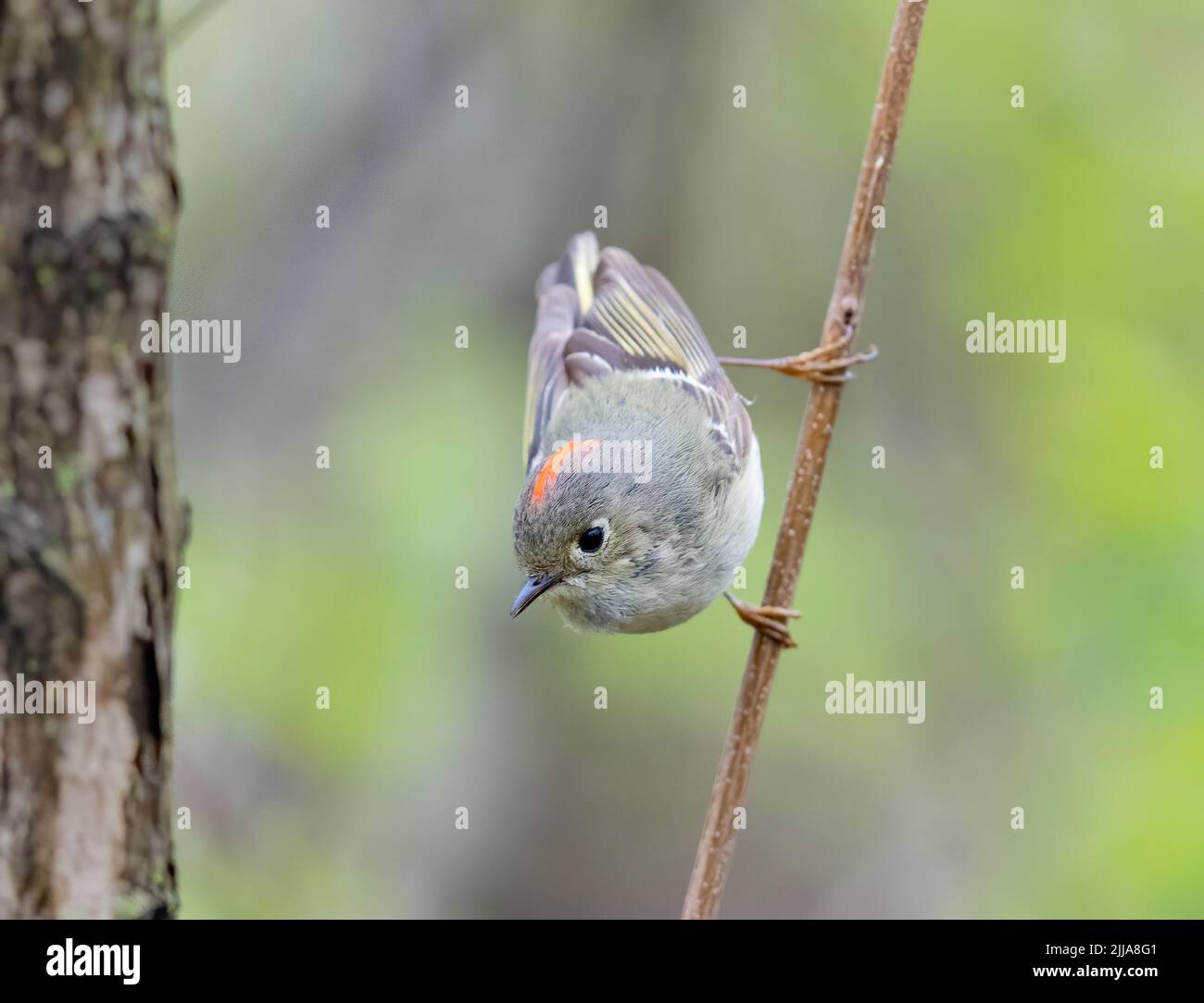 Ruby crowned kinglet perched vertical on a tree Stock Photo - Alamy