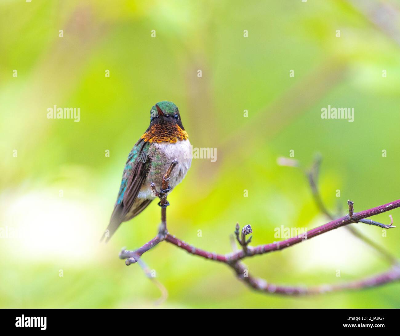 Ruby throated hummingbird perched on a tree Stock Photo - Alamy
