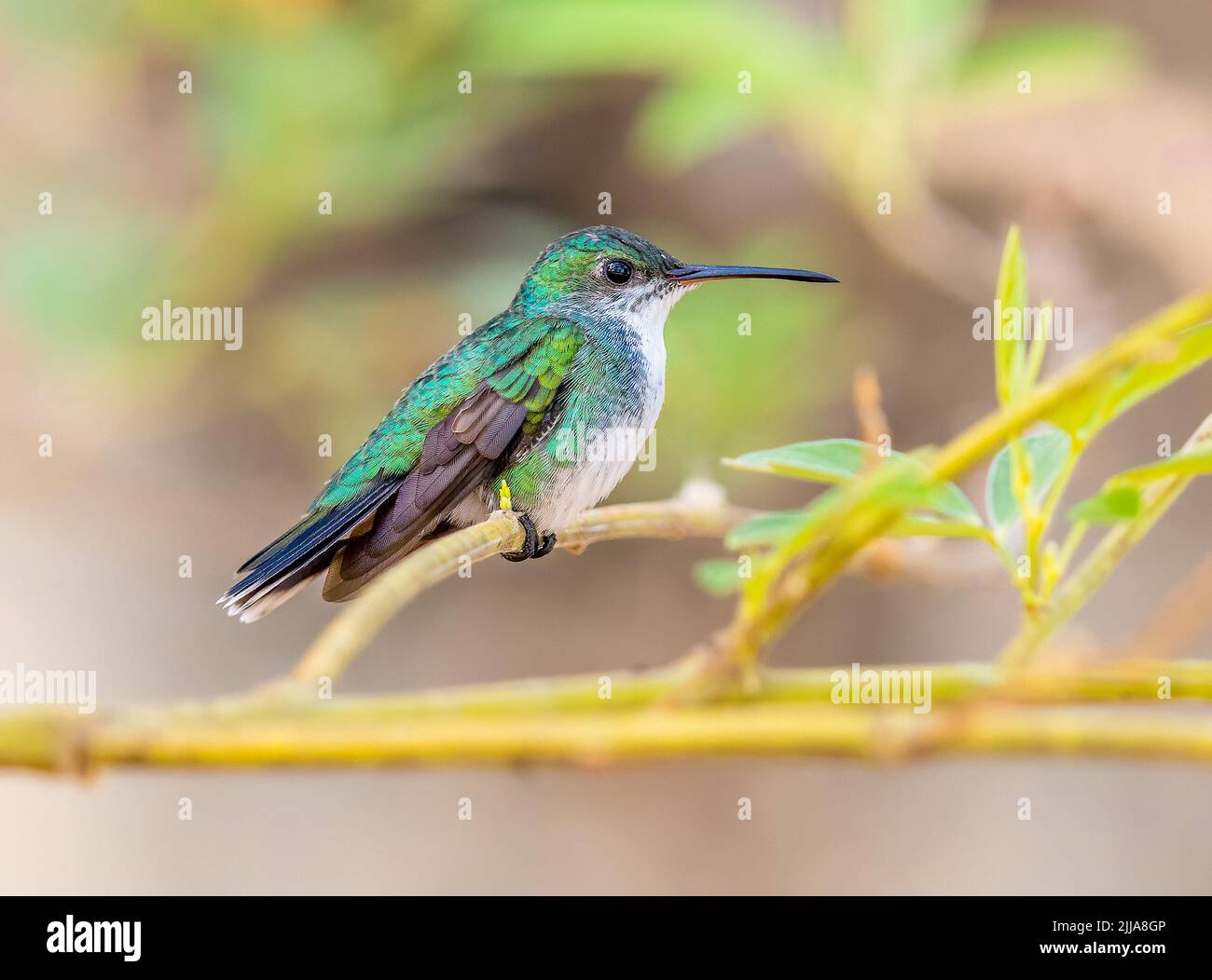Sapphire throated hummingbird perched on a tree Stock Photo - Alamy