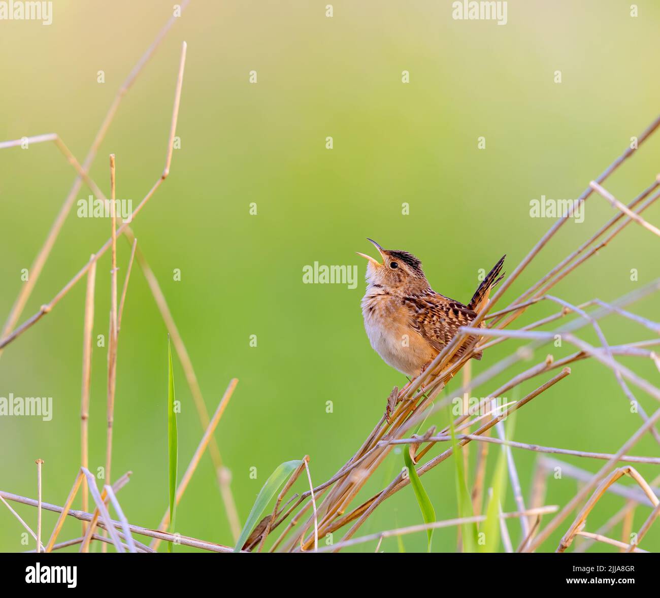 Sedge wren singing its heart out at dawn Stock Photo - Alamy