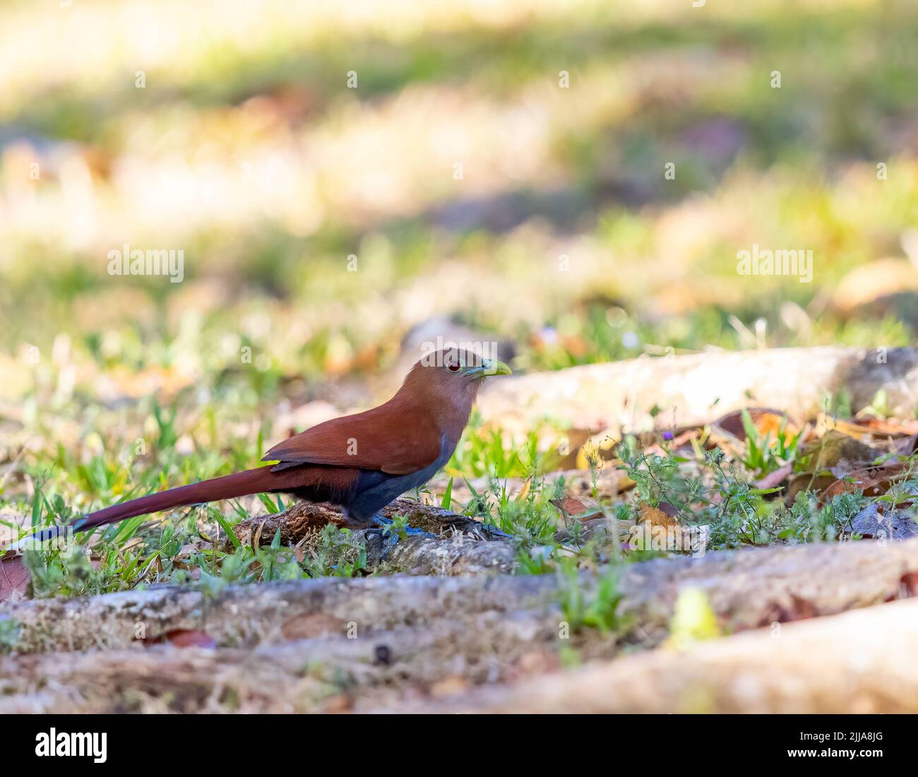 Squirrel cuckoo foraging for food on the ground Stock Photo - Alamy