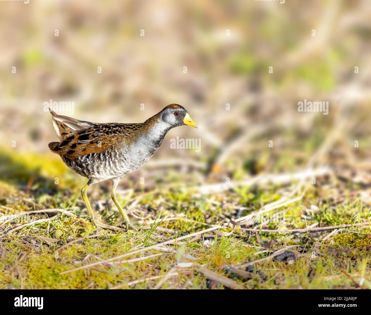 Sora rail or sora crake looking for food by a lake Stock Photo - Alamy