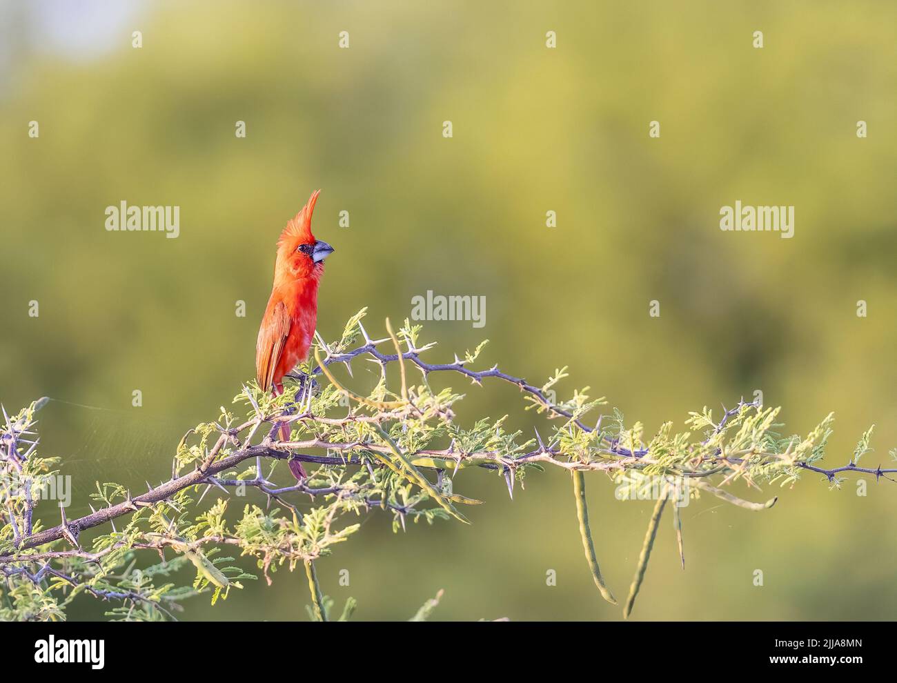 Vermilion cardinal perched on a tree at high noon Stock Photo - Alamy