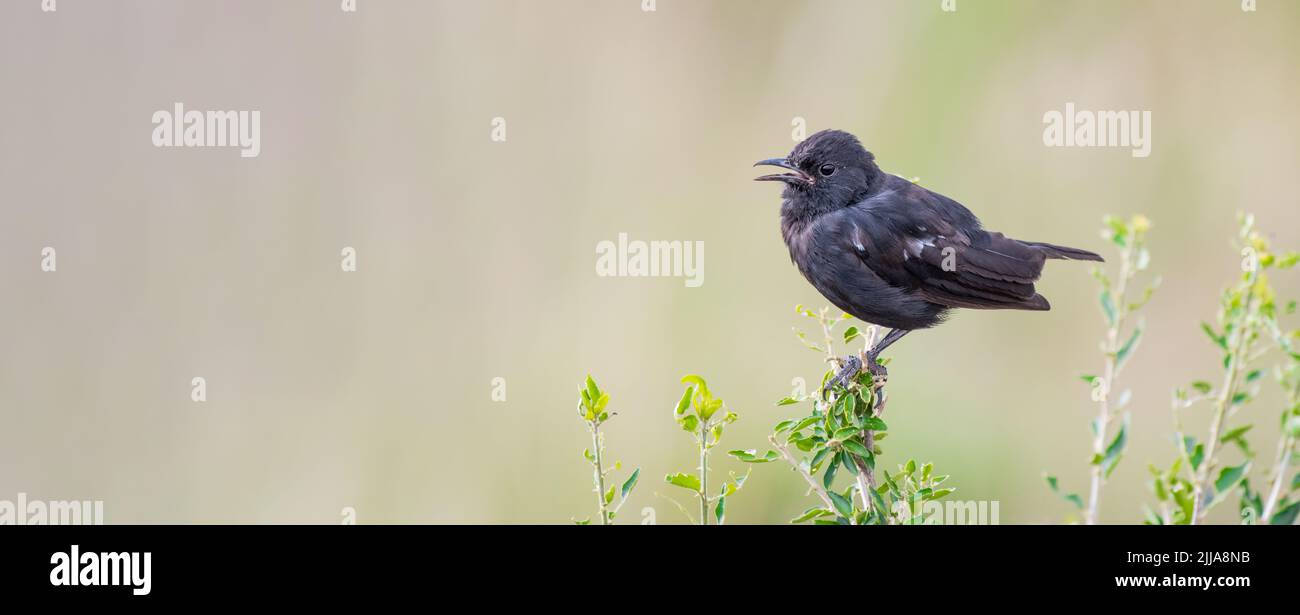 Sooty chat myrmecocichla nigra hi-res stock photography and images - Alamy