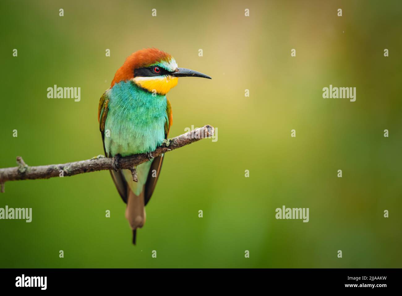 Colorful bird European bee-eater (Merops apiaster) perching on a branch ...