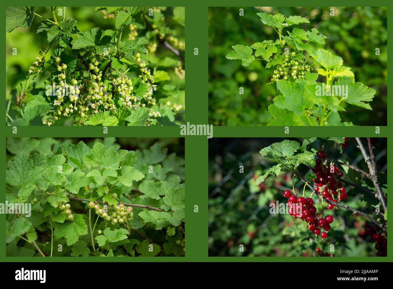 Step by step process of ripening red currant. Berry from the appearance ...