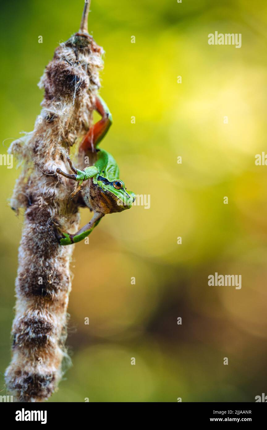 The European tree frog (Hyla arborea) rests on the stem of a dry reed ...