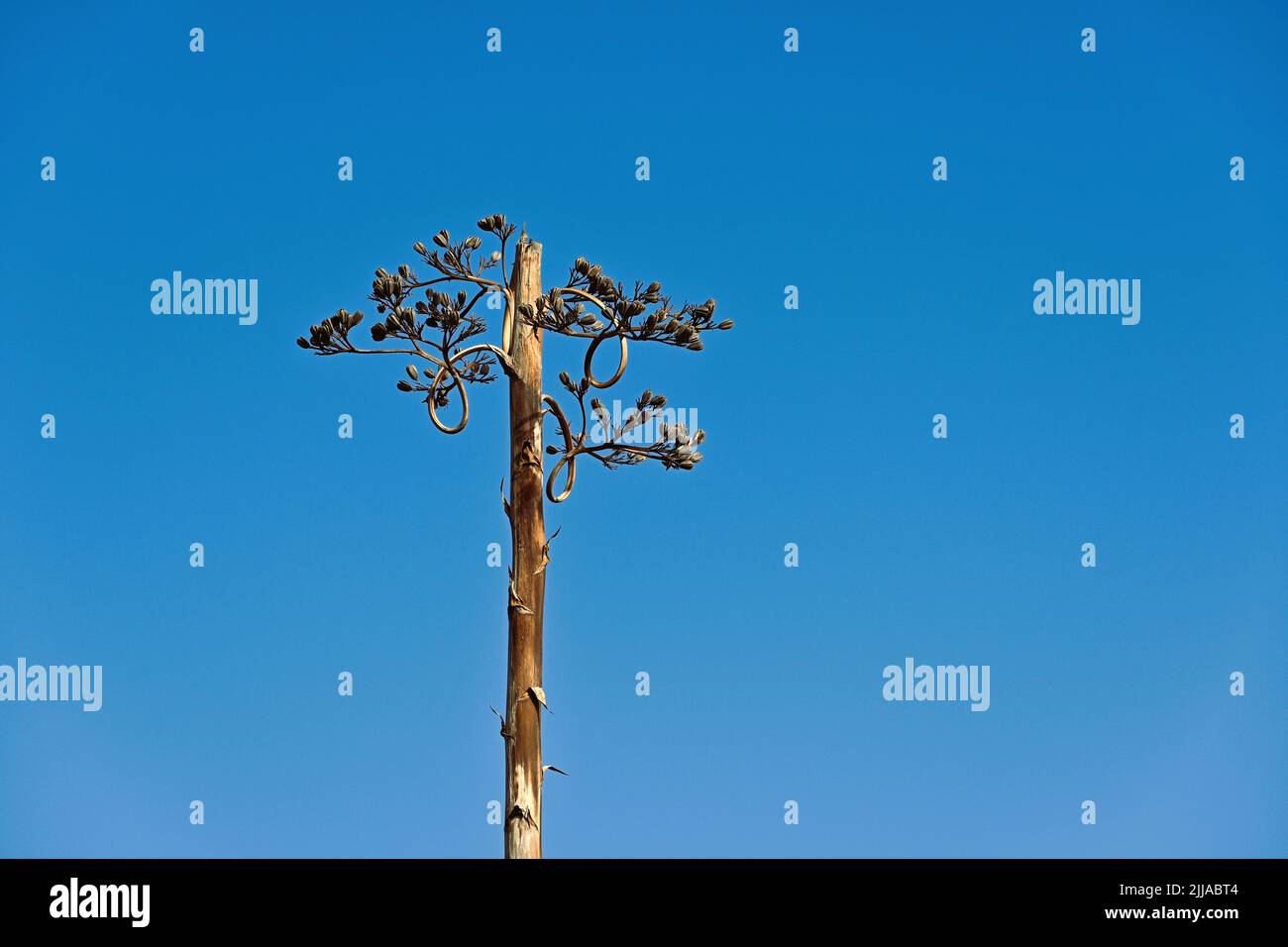 Flora de chile hi-res stock photography and images - Alamy