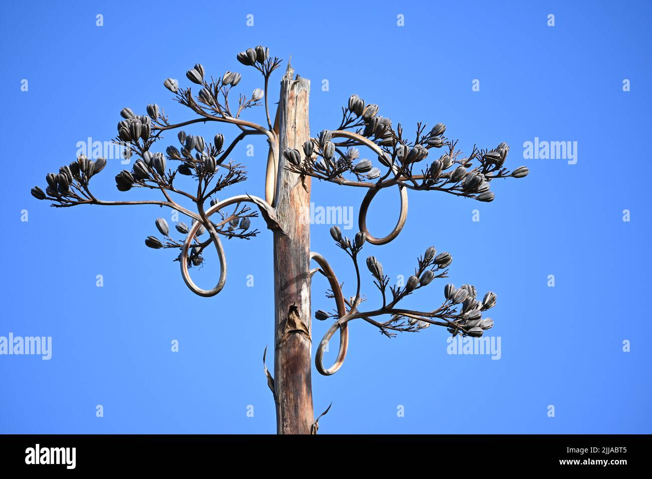 Flora de chile hi-res stock photography and images - Alamy