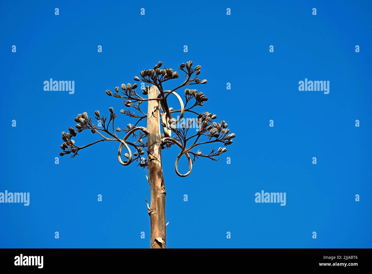 Flora de chile hi-res stock photography and images - Alamy