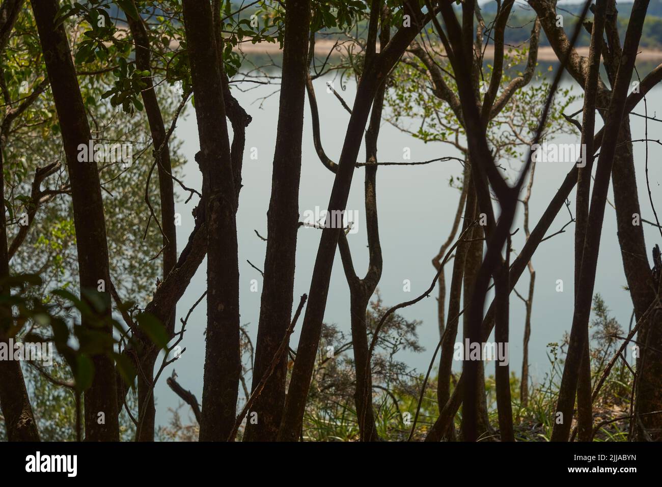 Tree-shaded area next to a creek within El Palmar National Park, Entre ...