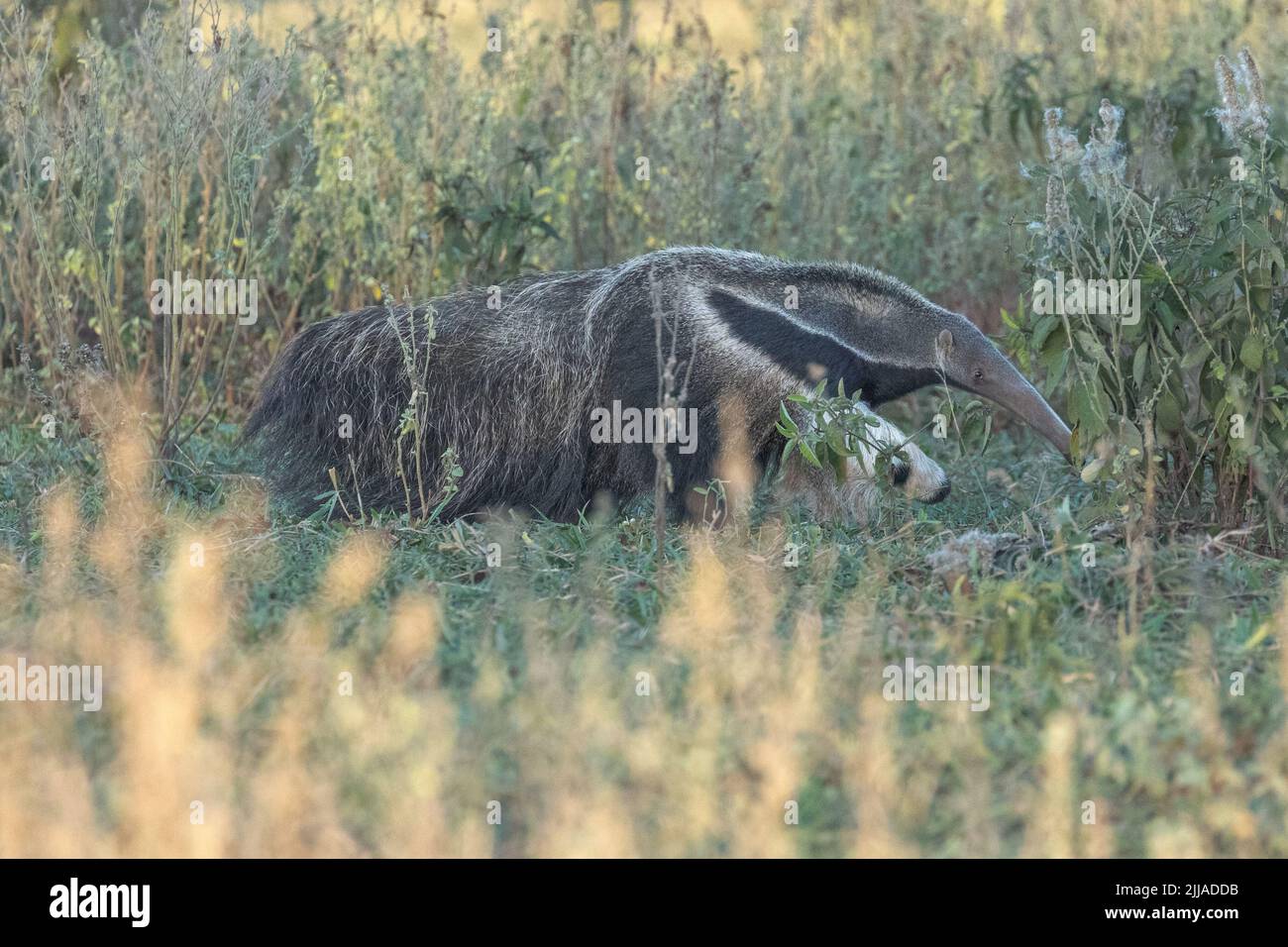 A wild Giant anteater (Myrmecophaga tridactyla) forages at dusk in the ...