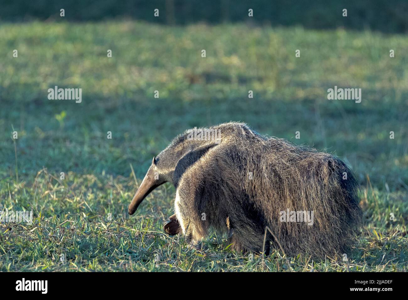 A wild Giant anteater (Myrmecophaga tridactyla) forages at dusk in the ...