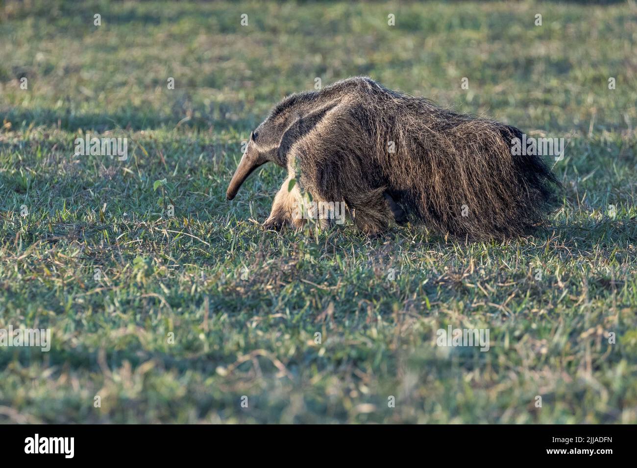 A wild Giant anteater (Myrmecophaga tridactyla) forages at dusk in the ...