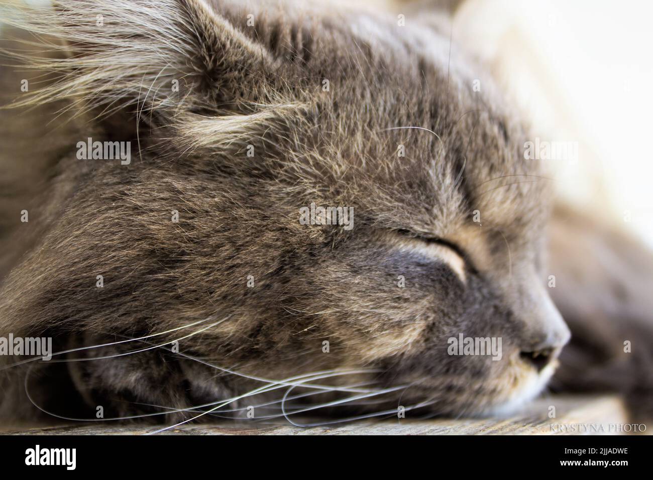 No tail kitty hi-res stock photography and images - Alamy