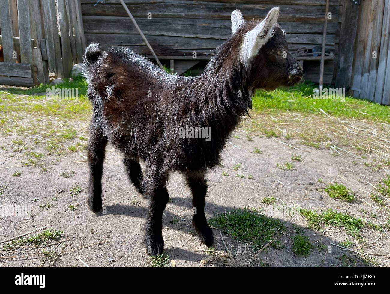 Small black goat hi-res stock photography and images - Alamy