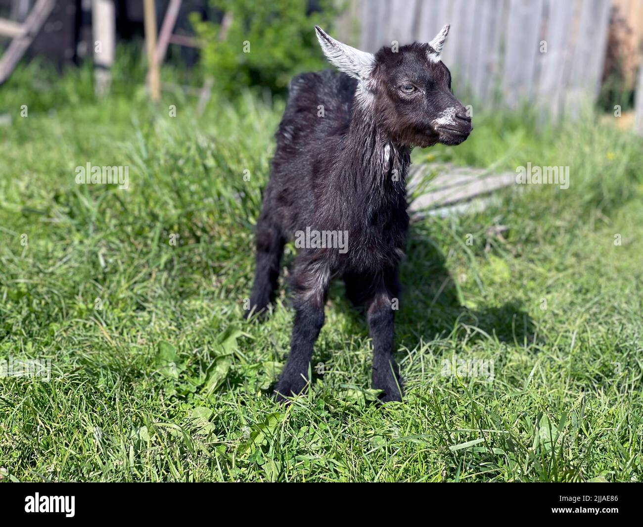 Small black goat hi-res stock photography and images - Alamy