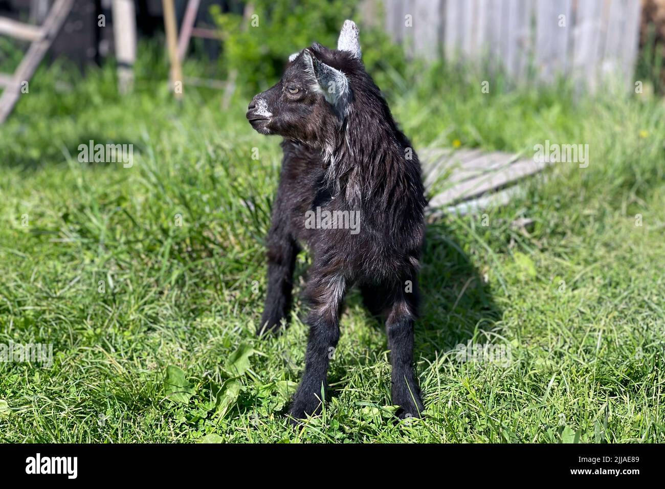 Small black goat hi-res stock photography and images - Alamy