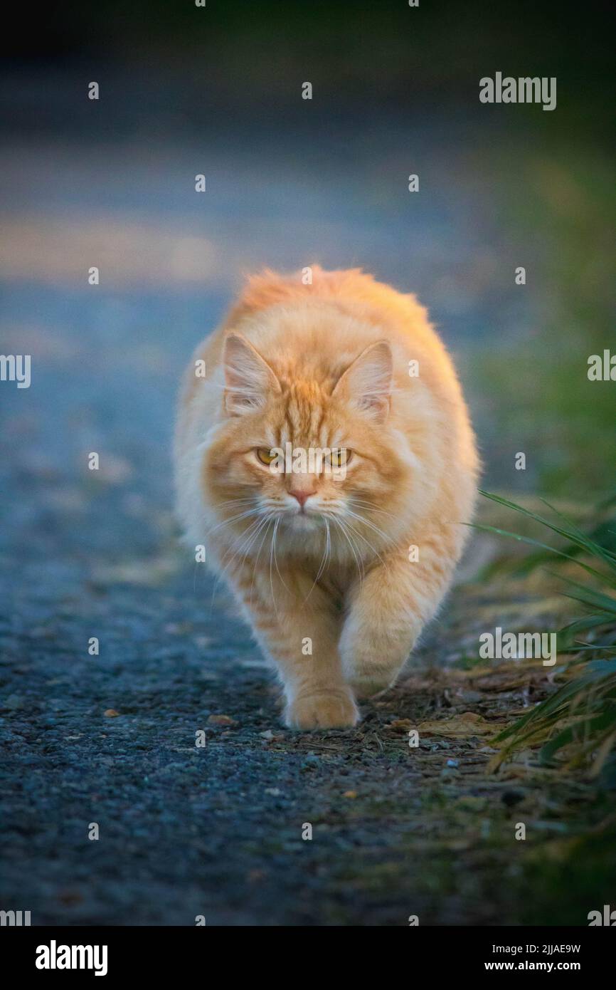 orange tabby cat hunting in the wilds Stock Photo - Alamy