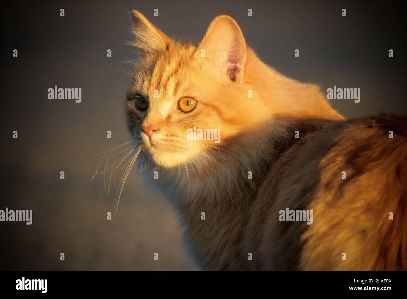 Orange Tabby profile in the sun stopping to see what is out there to be ...