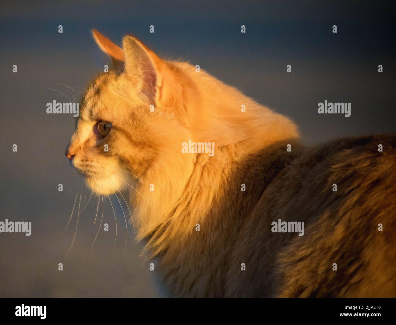 orange tabby profile outdoors Stock Photo - Alamy